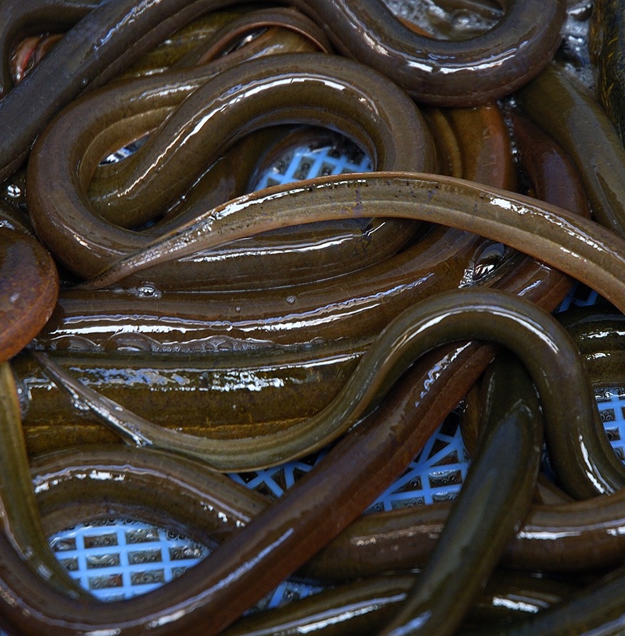 Brasse Blankaal, Autor bei Kulturexpresso.de